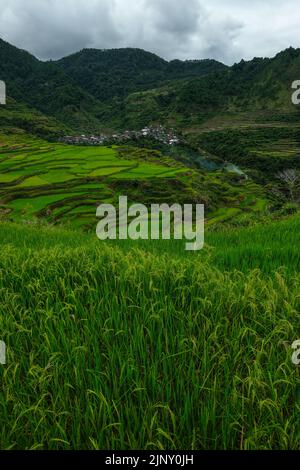 Rice terraces at Maligcong in northern Luzon, Philippines Stock Photo ...