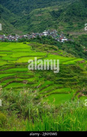 Rice terraces at Maligcong in northern Luzon, Philippines Stock Photo ...