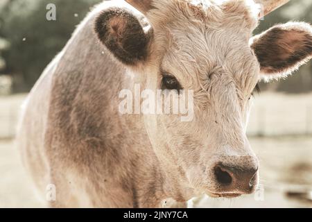 Portrait of a Guzerat bull (Bos taurus indicus) in the Slovakia ZOO ...