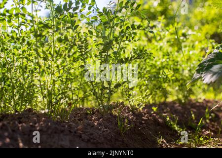 Chickpea crops planted in soil get ripe under sun. Cultivated land ...