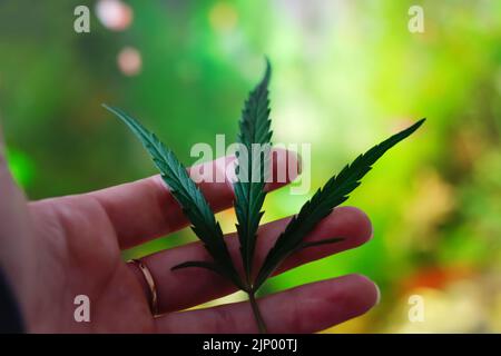 Defocus cannabis leaf in hands on white background. Legalization ...