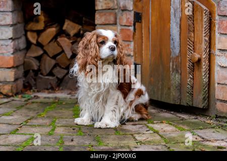 Closeup portrait of a lovely purebred Cavalier King Charles Spaniel dog ...
