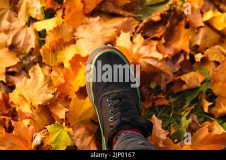 Defocus feet sneakers walking on fall leaves. Outdoor with Autumn ...