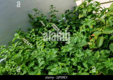 Backyard grows Mint or Mentha, a Genus of Plants in the Family ...