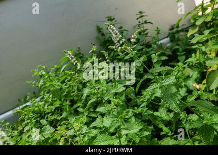Backyard grows Mint or Mentha, a Genus of Plants in the Family ...