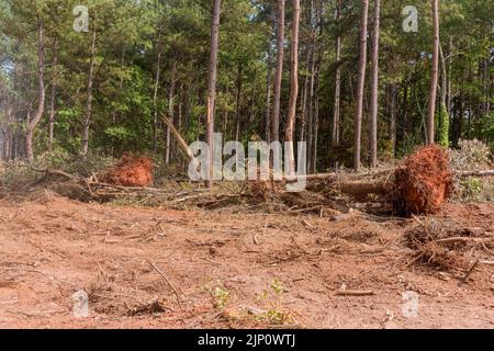 A construction site with trees uprooted roots, and a landscape that was ...