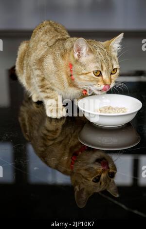 Tabby white cat eating wet food Stock Photo - Alamy