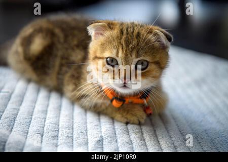 Striped cat lying on a cloth Stock Photo - Alamy