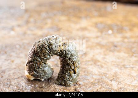 Chicken droppings close-up on a blurred background. Chicken turd of an ...