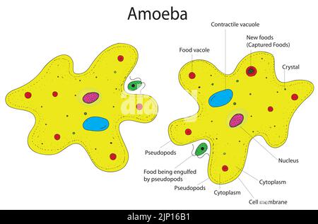 Amoeba anatomy. unicellular animal with pseudopods. Vector illustration ...