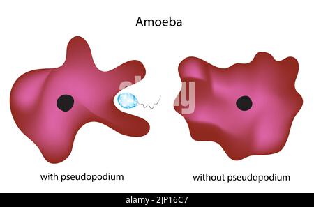Amoeba anatomy. unicellular animal with pseudopods. Vector illustration ...