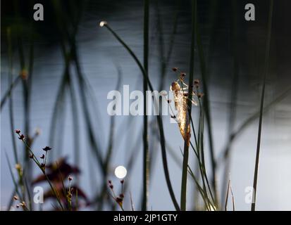 dragonfly larva, exuvia, dragonfly larvas, exoskeleton, exuvias Stock ...