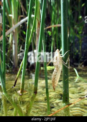 dragonfly larva, exuvia, dragonfly larvas, exoskeleton, exuvias Stock ...