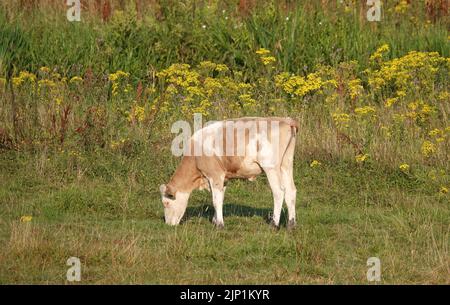 Red Frisian-Holstein cow grazing in a green fenced meadow Stock Photo ...