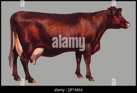 Breeds of cattle - A circa 1940's coloured illustration of a Devon cow ...