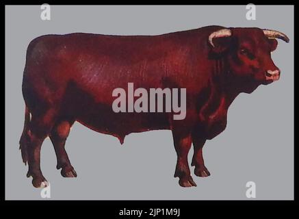 Breeds of cattle - A circa 1940's coloured illustration of a Red Poll ...