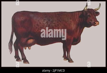 Breeds of cattle - A circa 1940's coloured illustration of a Red Poll ...