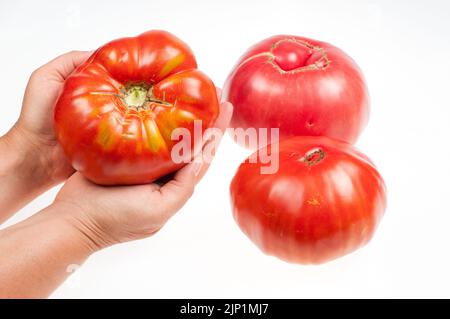 Hands hold a ripe red tomato and a bright yellow pepper in a garden ...