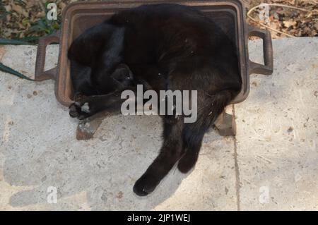 A cat take a rest outside in a metal shell Stock Photo - Alamy