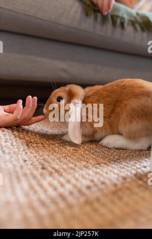 finger, rabbit, trusting, fingers, rabbits Stock Photo - Alamy