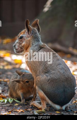 Two Patagonian maras (Dolichotis patagonum) sit on a meadow, surrounded ...