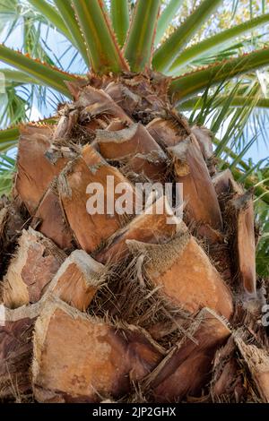 Palm tree shot from the bottom up Stock Photo - Alamy