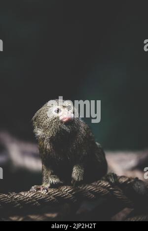 A vertical shot of a tiny pygmy marmoset sitting on a rope in a blurred ...