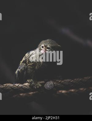 A vertical shot of a tiny pygmy marmoset sitting on a rope in a blurred ...
