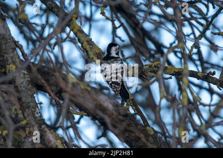 A Shallow focus of Lesser spotted woodpecker bird perched on a tree ...