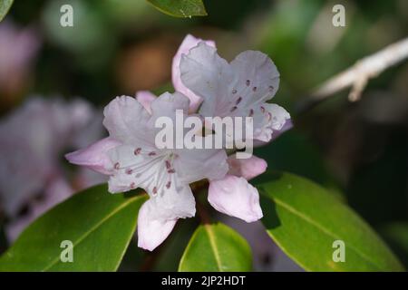 A Closeup of Rhododendron subg. Hymenanthes plant with white flowers ...