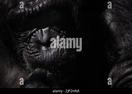 Powerful close up facial portrait of an adult chimpanzee eating in the ...