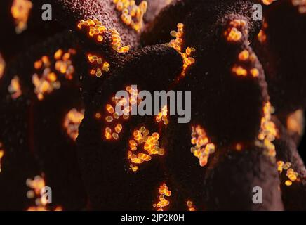 New Langya henipavirus from China in microscopic details showing the ...