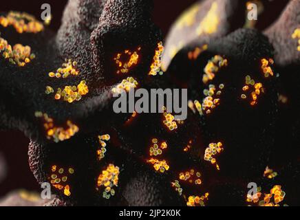New Langya henipavirus from China in microscopic details showing the ...