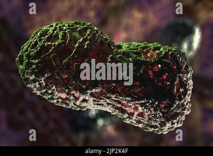 Illustration of the pox virus structure Stock Photo - Alamy