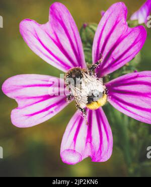 A closeup shot of a bumblebee perched on a green plant in the daylight ...