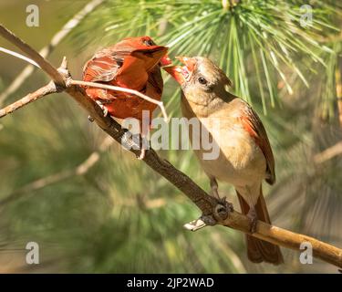 Northern Cardinal Pair Perching on Flowering Branch in Spring in ...
