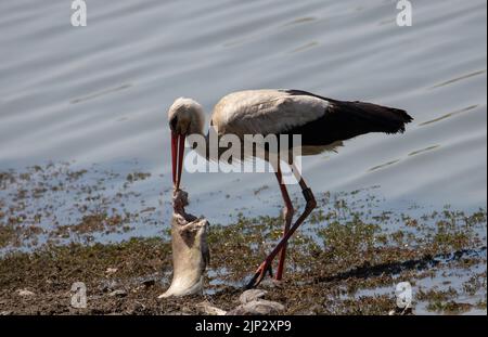 A stork eating a fish, wild, nature Stock Photo - Alamy
