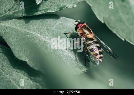 A macro of an Epistrophe fly perched on a green leaf Stock Photo - Alamy