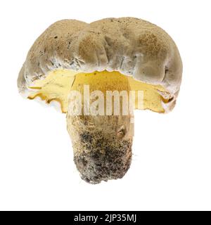 A closeup of a rooting bolete (Caloboletus radicans) on white ...