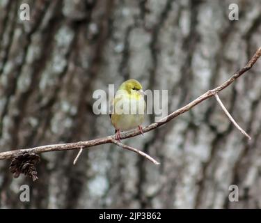 A selective focus shot of warbler perched on plant Stock Photo - Alamy