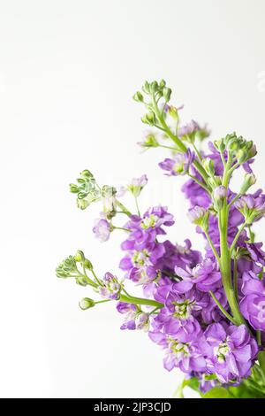 Very beautiful matthiola flowers, beautiful lavender color, bouquet on ...