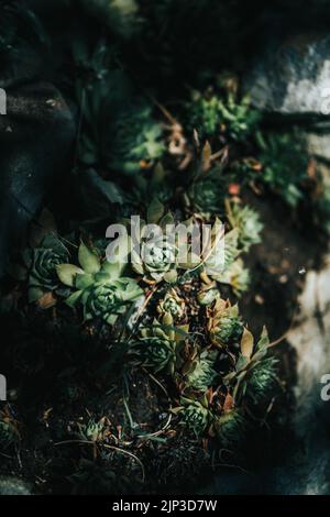Macro closeup of green succulent plants in pot flowerpot indoor ...