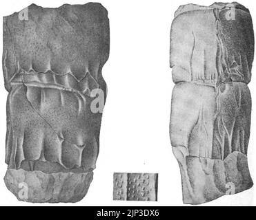 The Eurypterida of New York, figure 68, is a depiction of an extinct ...