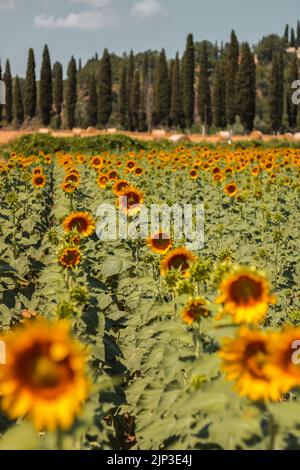 Beautiful sunflowers of Tuscany in Italy against blue sky Stock Photo ...