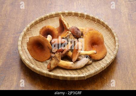 weeping milk cap mushrooms ( Lactarius volemus Stock Photo - Alamy