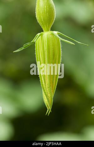 squash / courgette / zucchini flower and tendril Stock Photo - Alamy