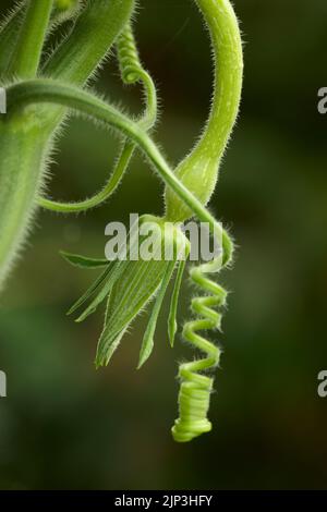 squash / courgette / zucchini flower and tendril Stock Photo - Alamy