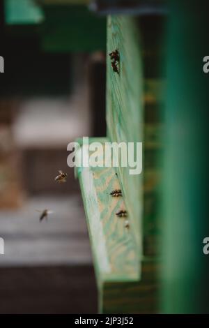 Bees in a man-made bee hive Stock Photo - Alamy