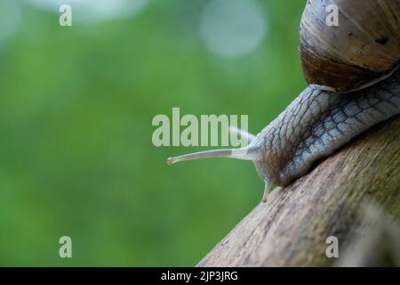 A closeup shot of a snail on a branch with blurry background Stock ...
