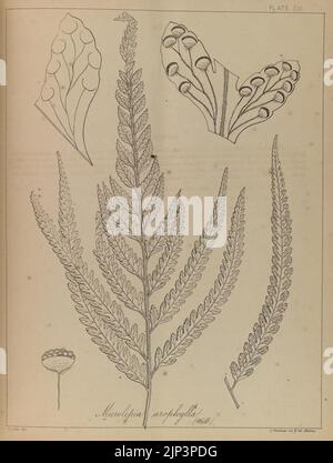 The Ferns of British India (Plate CIII): Pteridophyta of India Stock ...